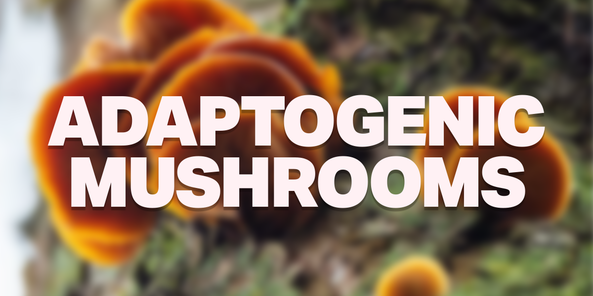 Top Adaptogenic Mushrooms: Benefits for Stress, Focus, and Sleep